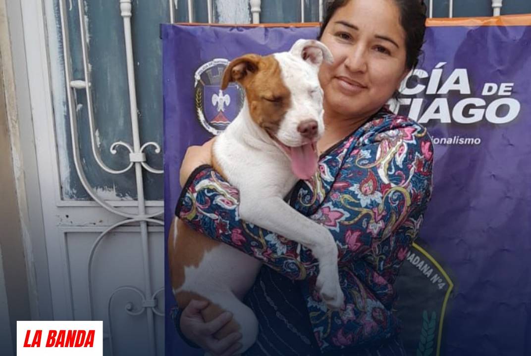 Robaron una cachorra pitbull y la vendieron a 40 mil pesos: la Policía ...
