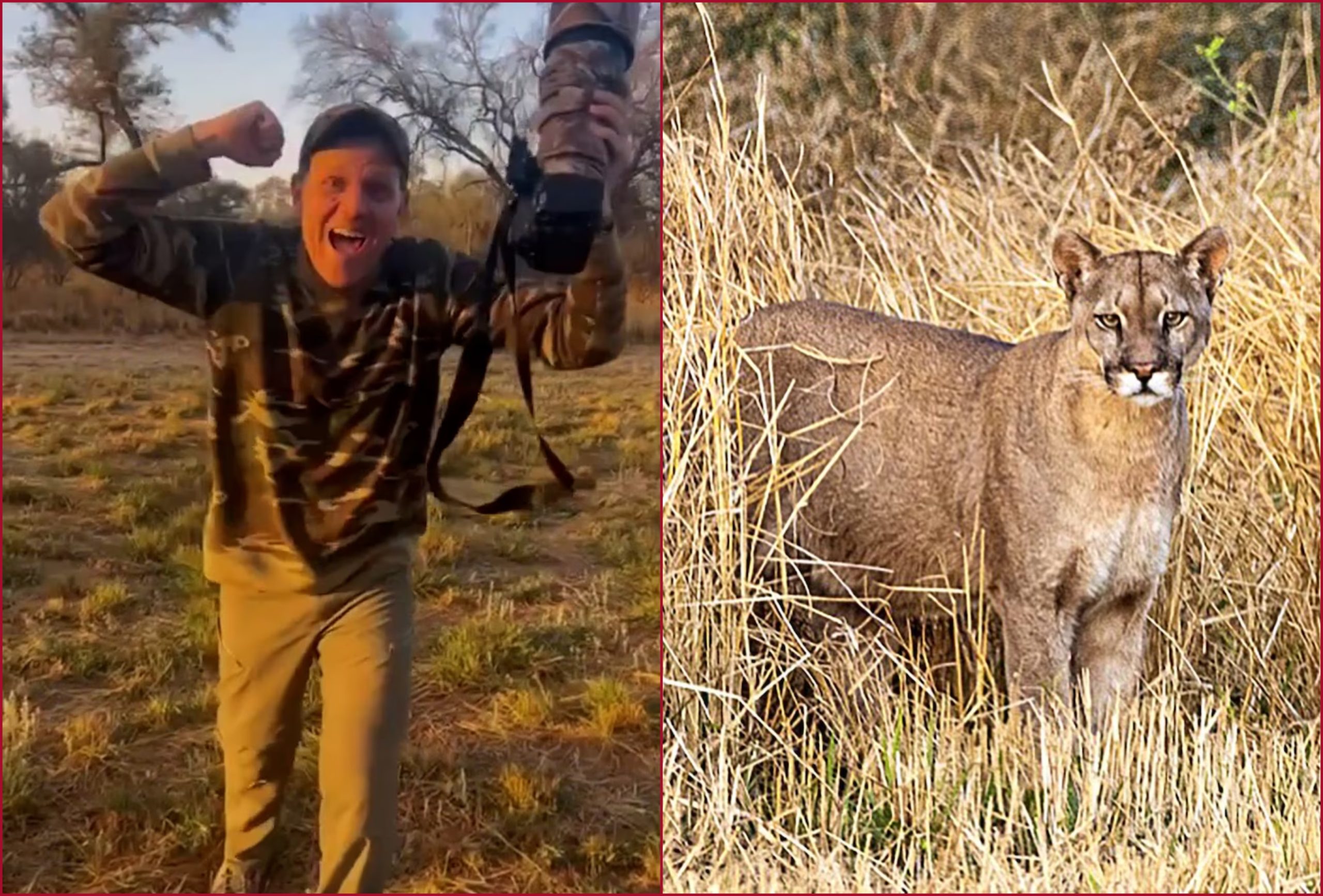 Un puma fotografiado en Campo Gallo se hizo viral en todo el país ...