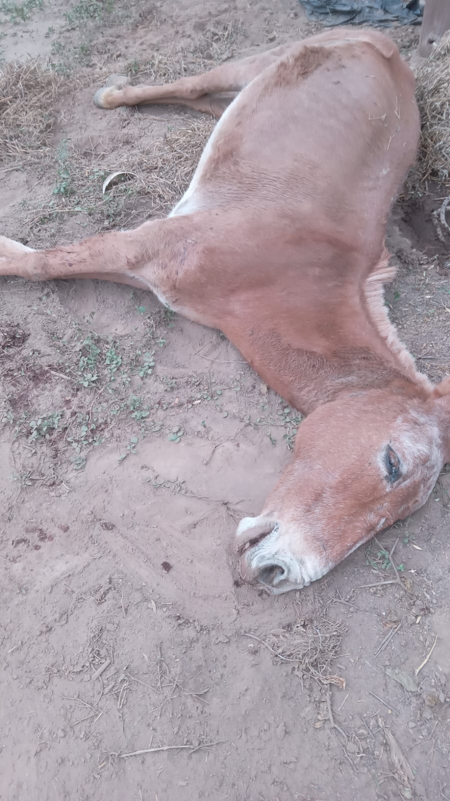 Murió el equino que se desplomó en el B° Autonomía - infodelestero.com